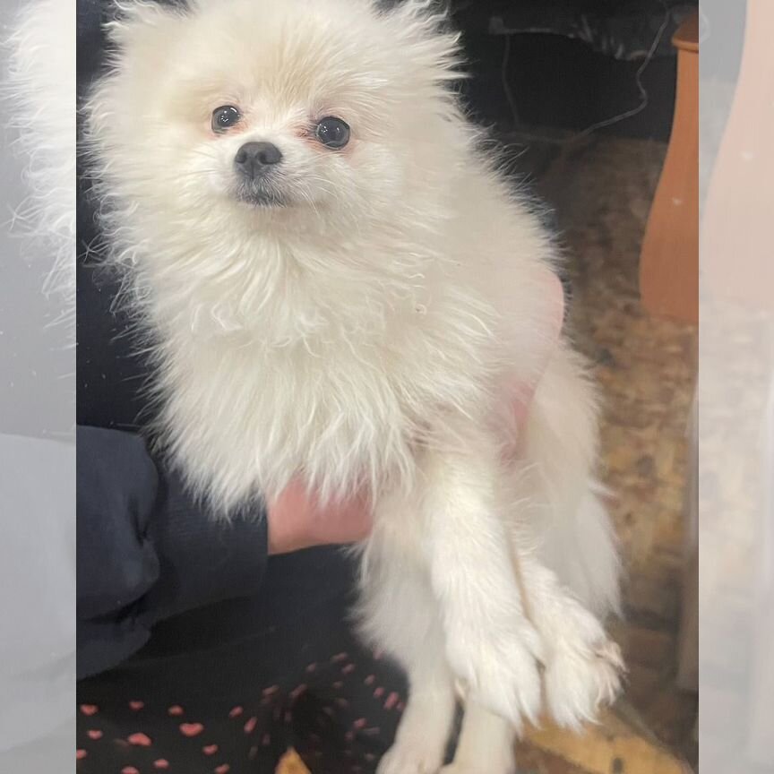 Померанский шпиц, щенок