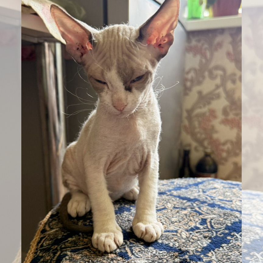 Донской сфинкс котёнок