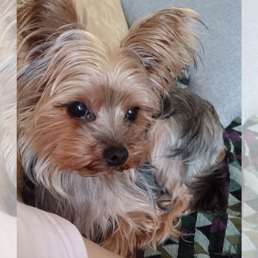 Йоркширский терьер, взрослый пёс