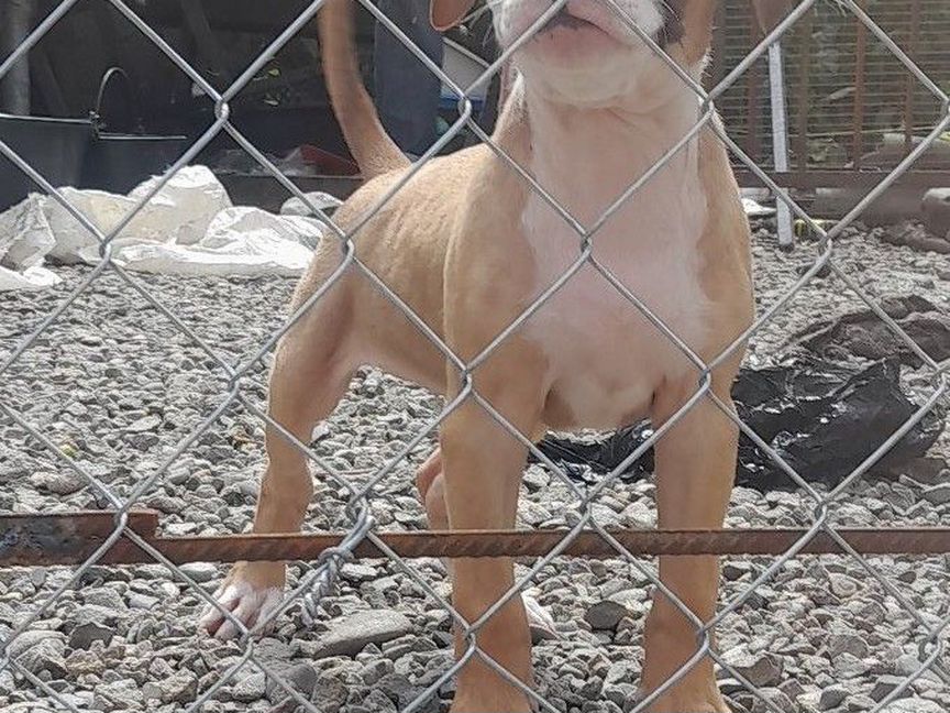 Щенок ам.булли