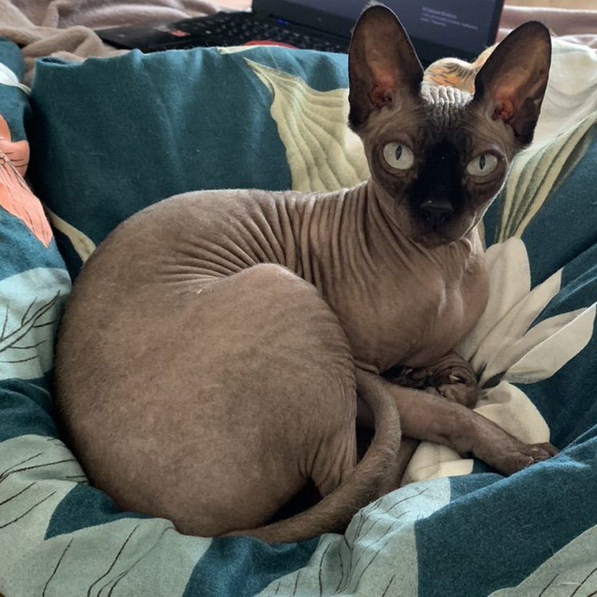 Канадский сфинкс Юми