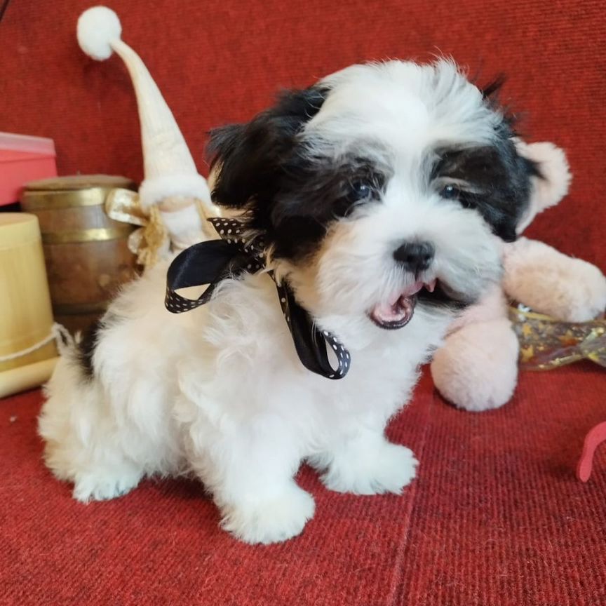 Джентльмен мини