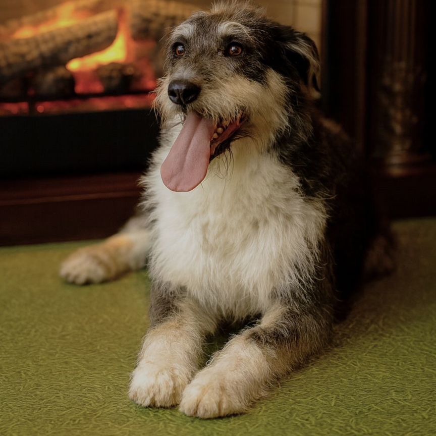 Взрослый пёс в добрые руки