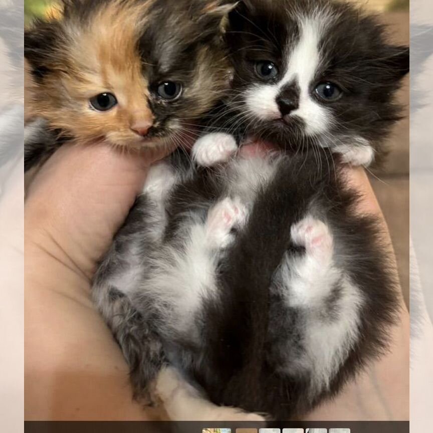 Котёнок в добрые руки