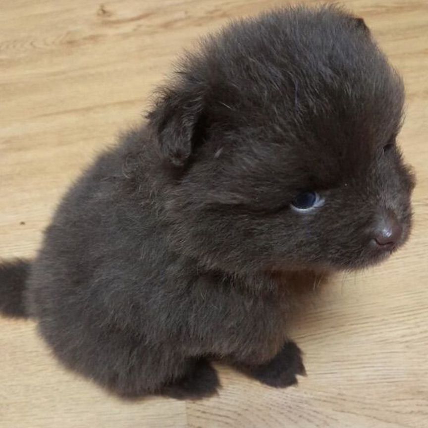 Немецкий шпиц, щенок