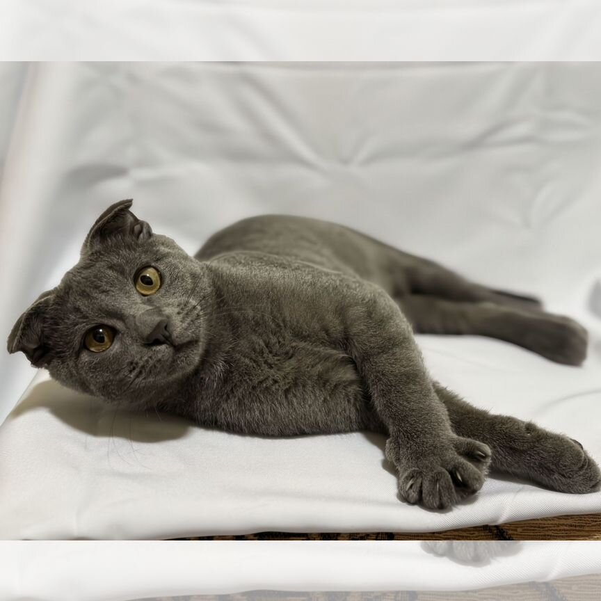 Шотландский вислоухий короткошёрстный котёнок