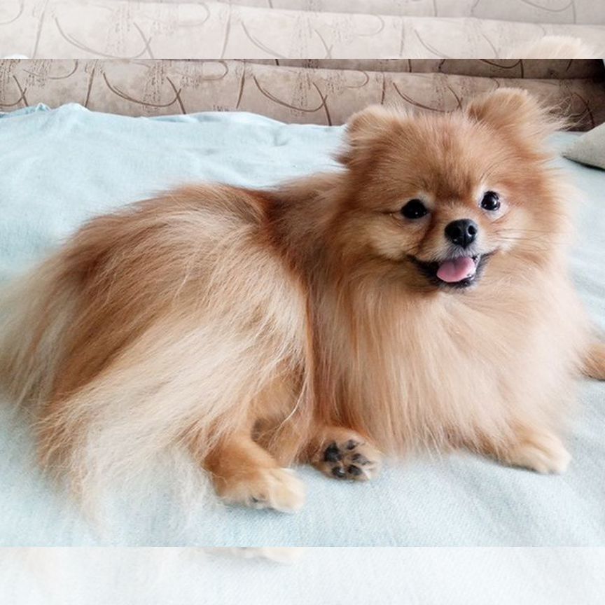 Вязка шпиц мальчик мини померанчик