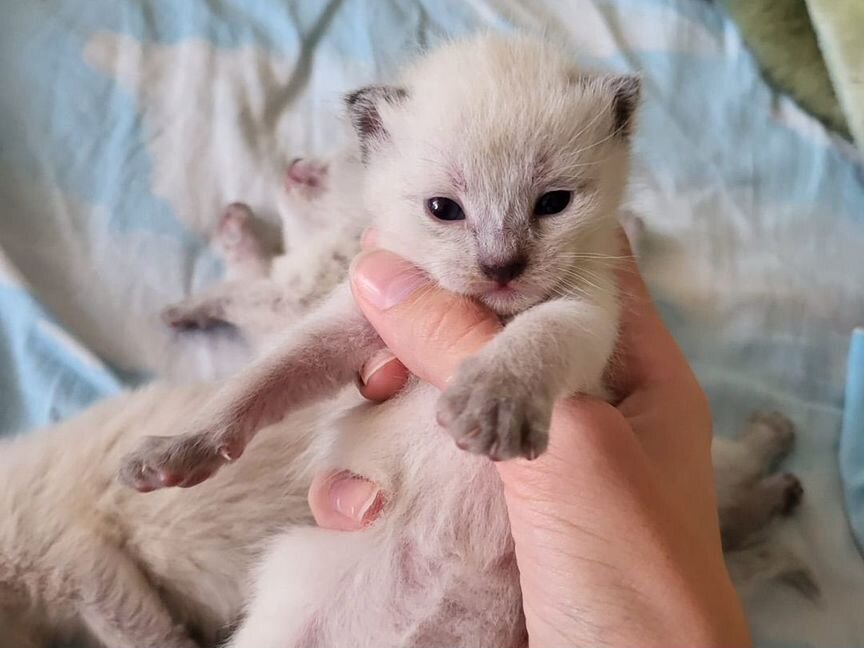 Тайские котята