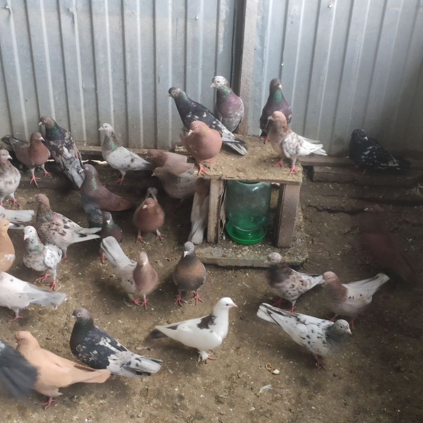 Голуби(бакинцы