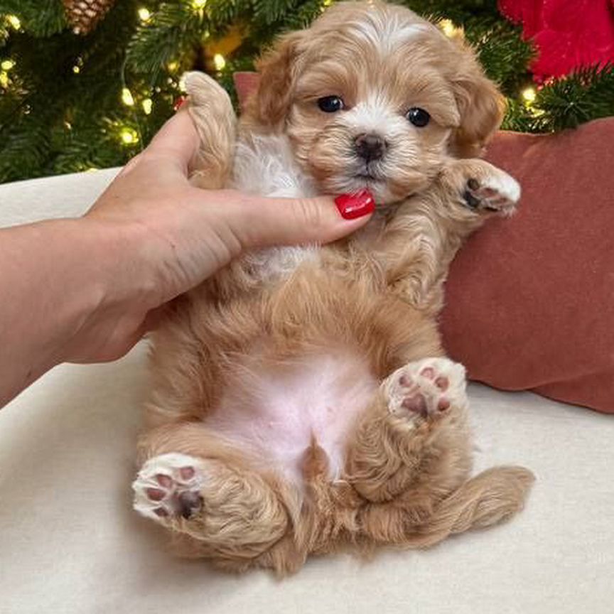 Мальтипу, щенок