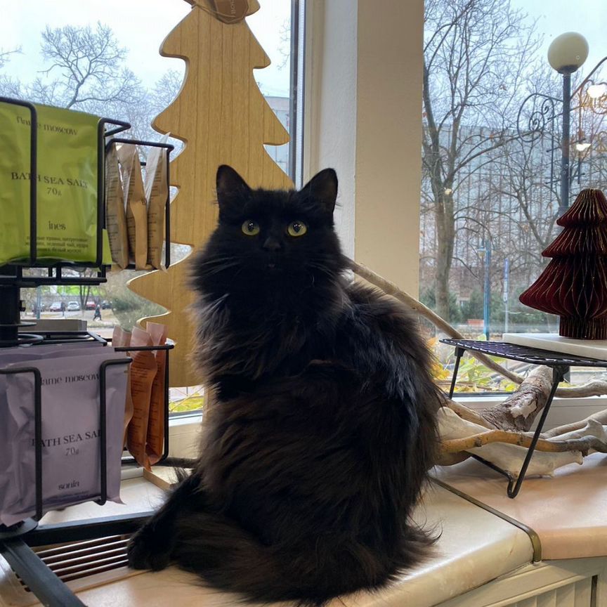 Черный пушистый кот в добрые руки