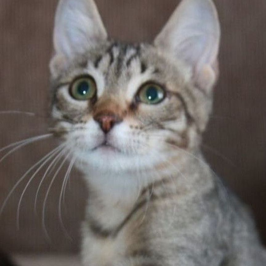 Котенок тигруля