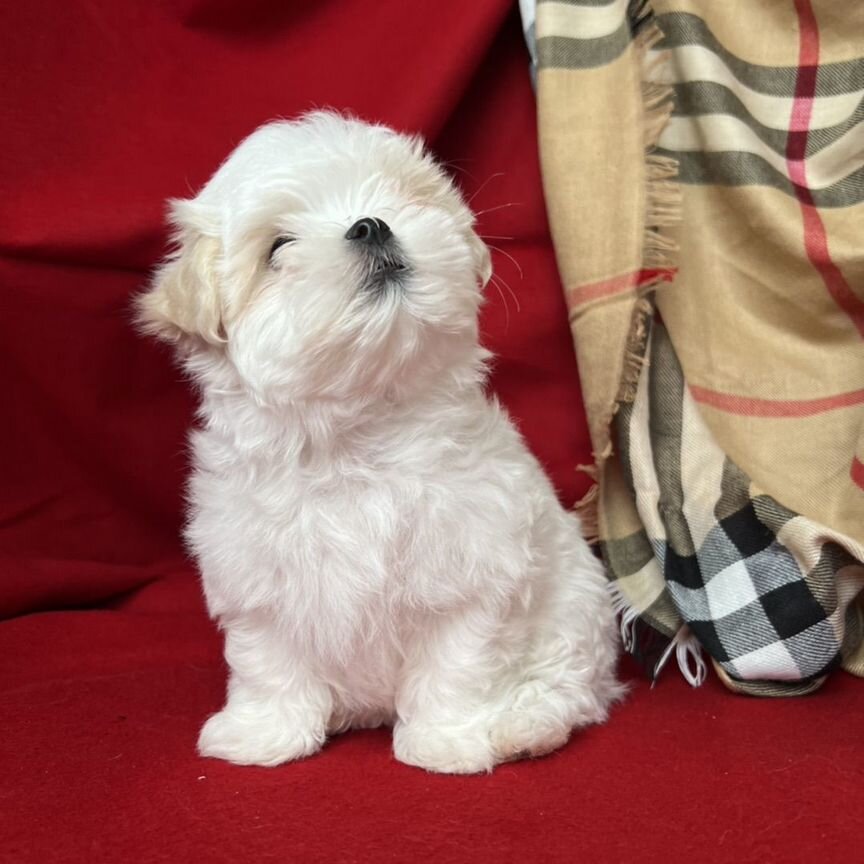 Мальтийская болонка