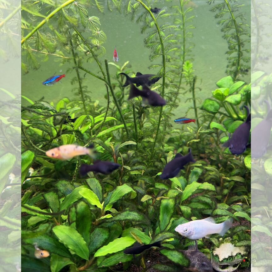 Моллинезия черная желтая