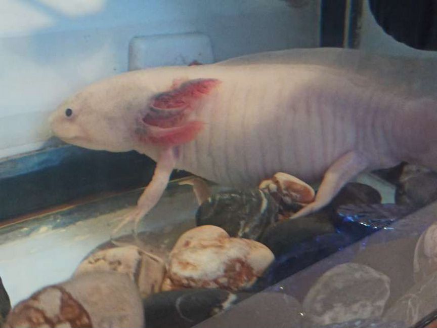 Аксолотль розовый