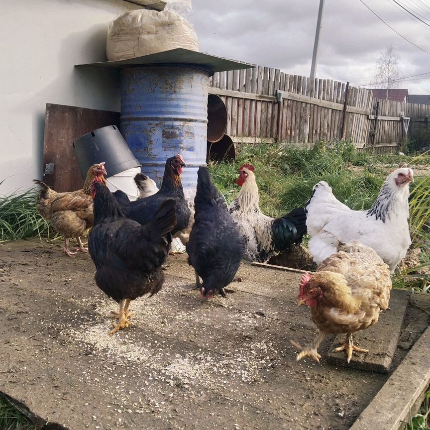 Куры несушки домашние