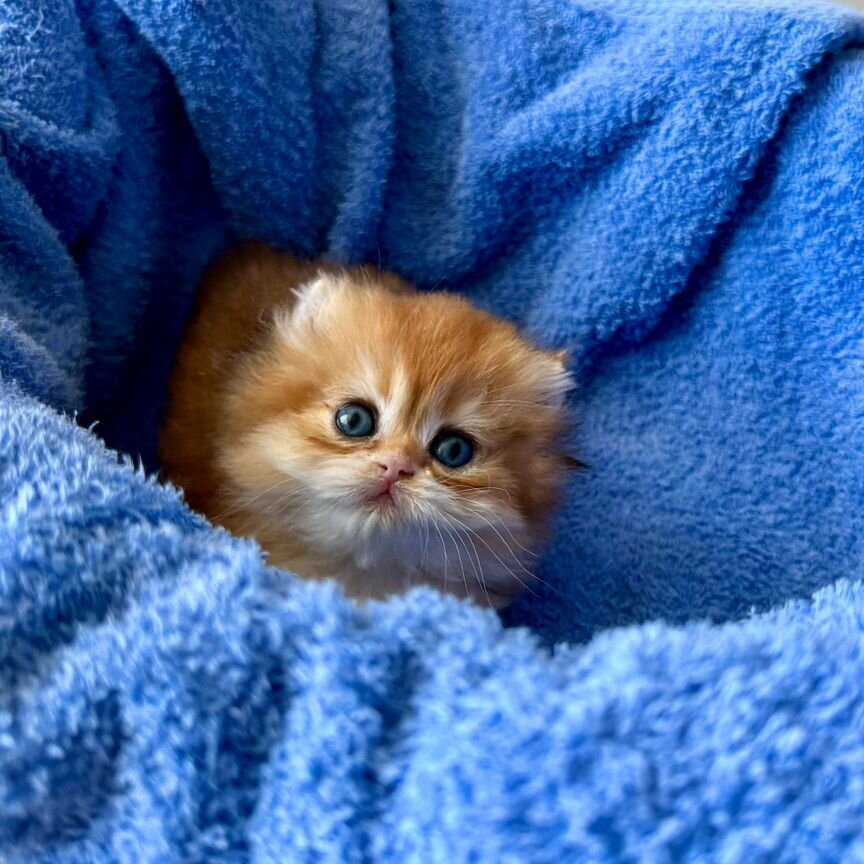 Blh ny12 девочка золотая