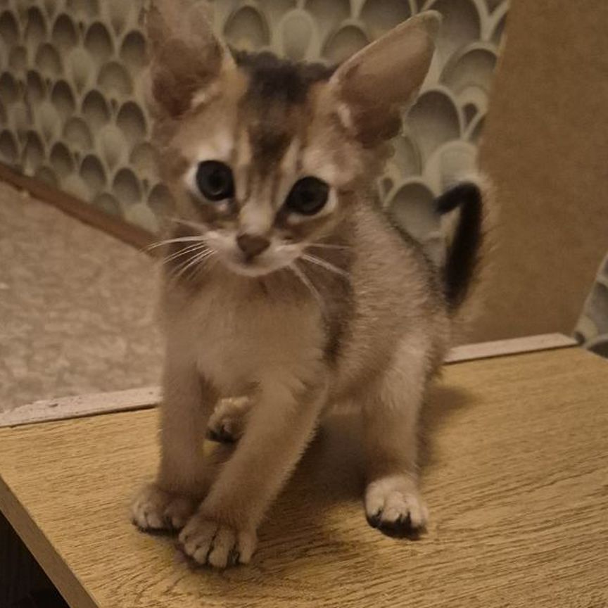 Абиссинский котёнок