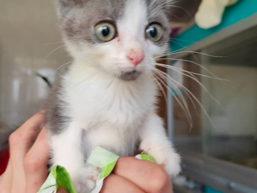 Любознательный Малыш Чижик котенок