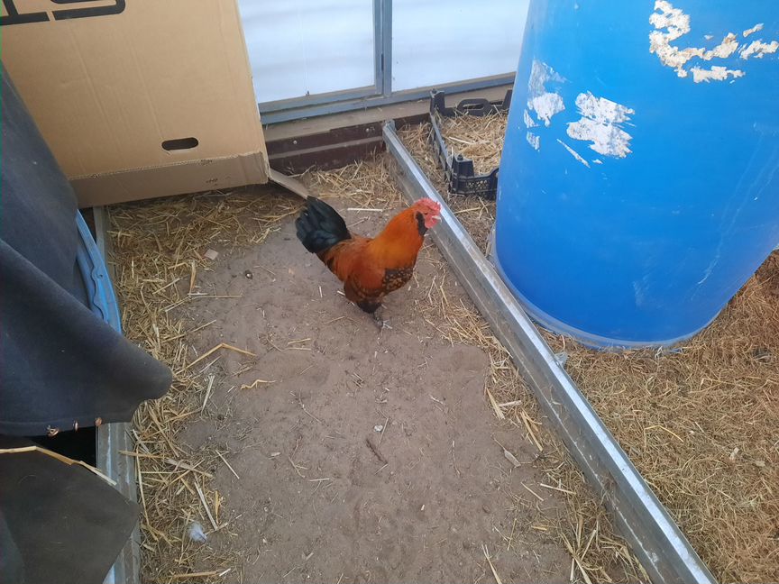 Бентамка петушок