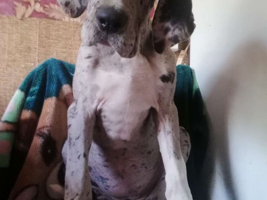 Собака немецкий дог