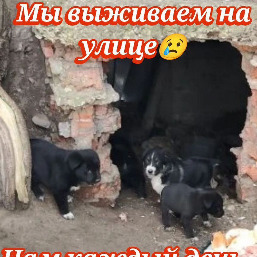 Щенок в добрые руки