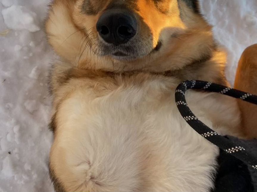 Луше хочется домой