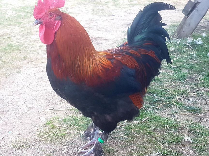 Петух породы Маран(Франция)