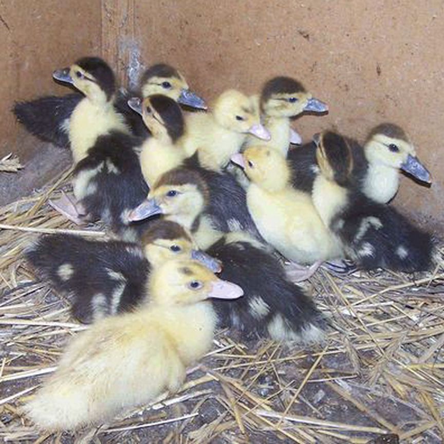 Продам мускусных индоутят 3 недельных