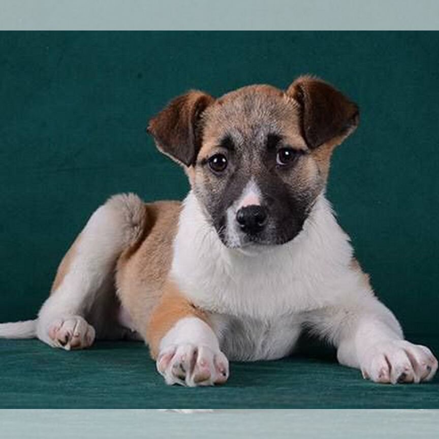 Щенок в добрые руки