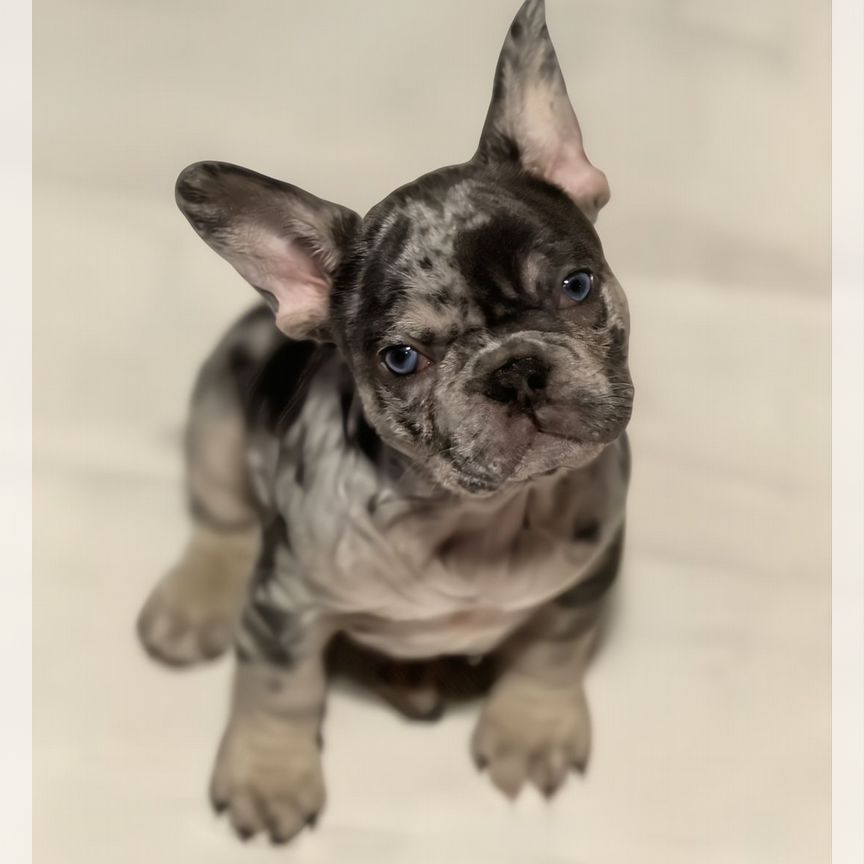 Французский бульдог, щенок