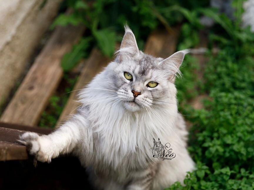 Кошка мейнкун