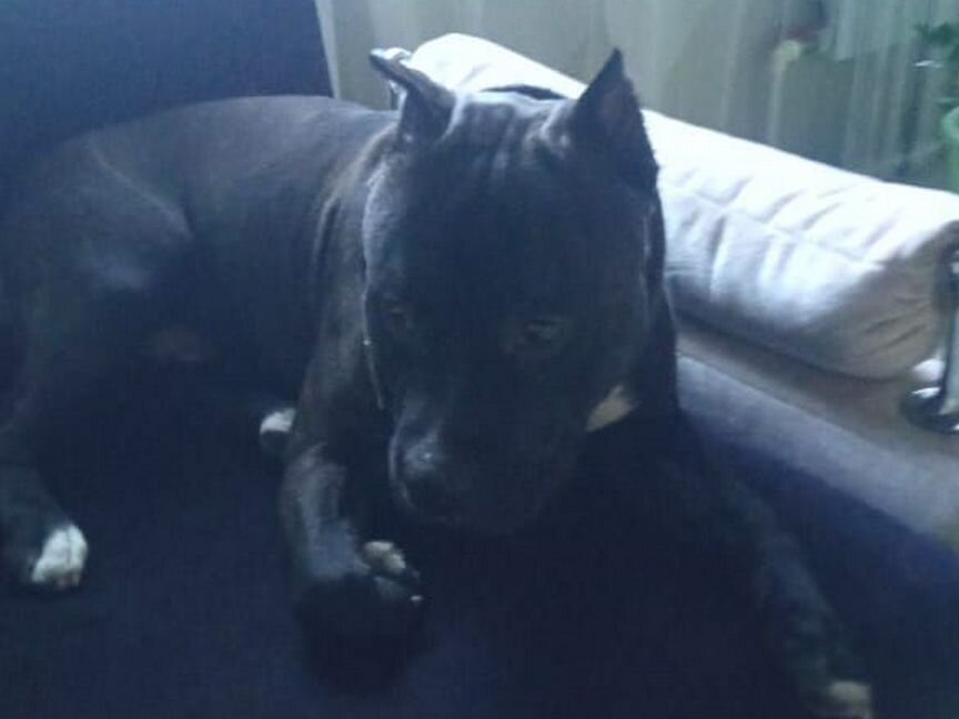 Продам стафордширского терьера