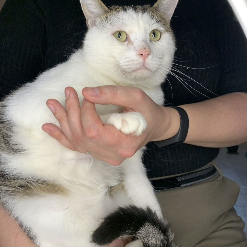 Замечательному котейке очень нужен дом