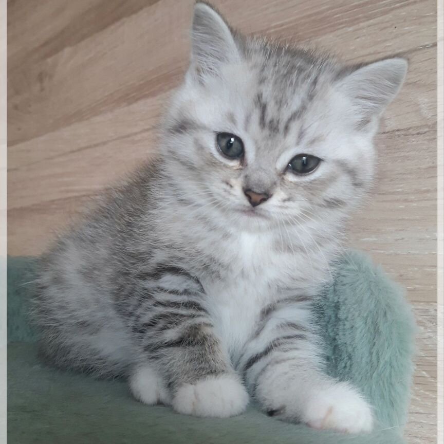 Британский плюха