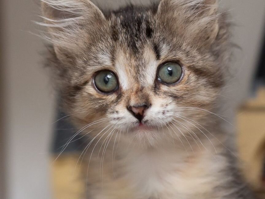 Котенок в добрые руки