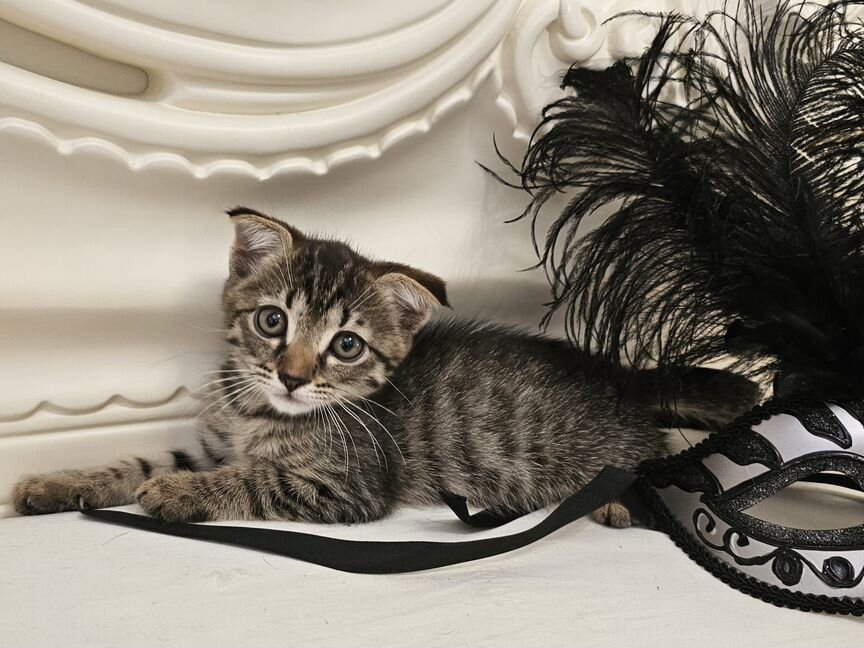 Вислоухая девочка с острова Валлам