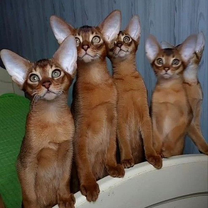 Абиссинские котята
