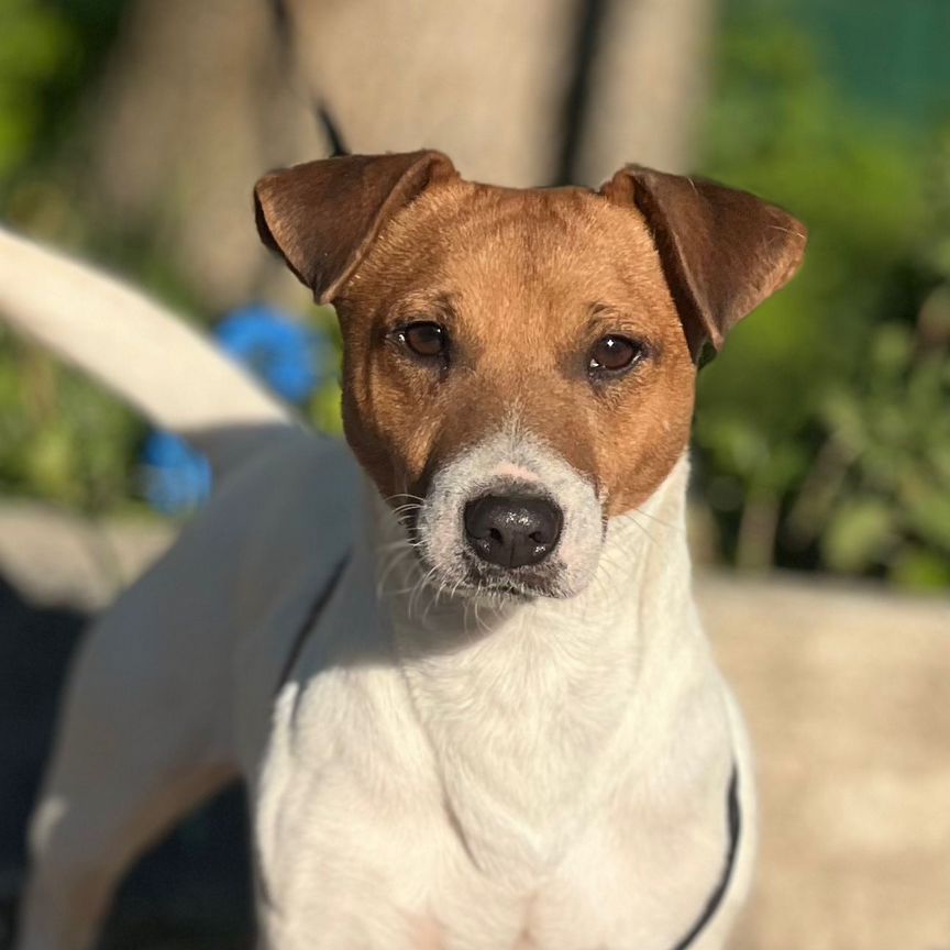 Джек Рассел терьер для вязки