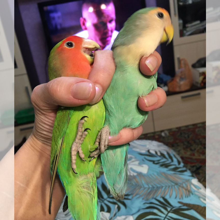 Попугай неразлучники с клеткой