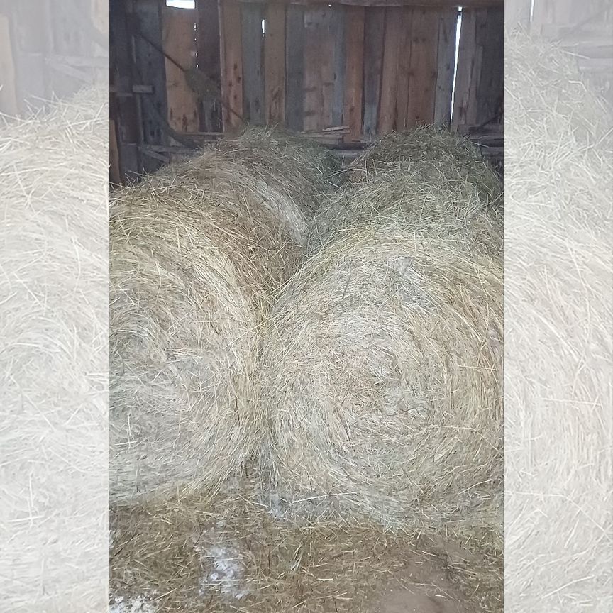 Сено в рулонах