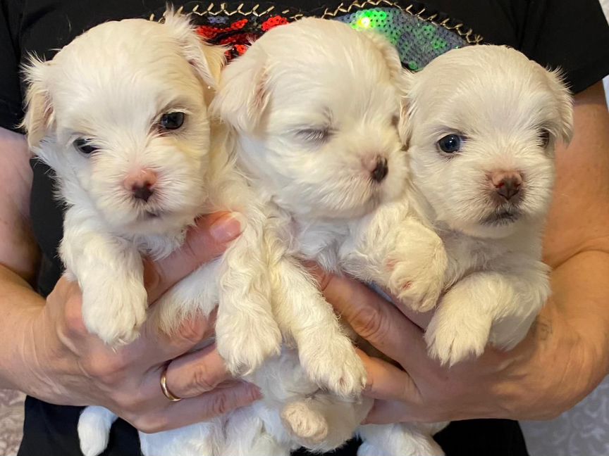 Белоснежные комочки