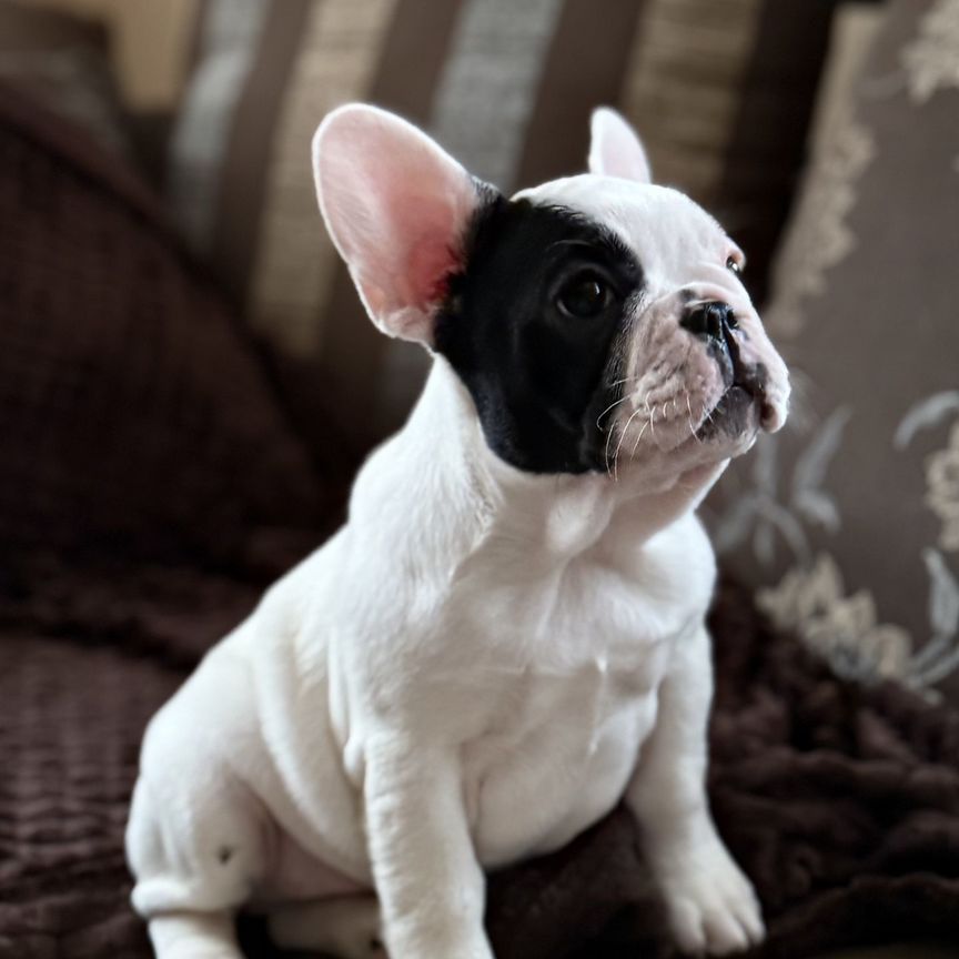 Французский бульдог, щенок