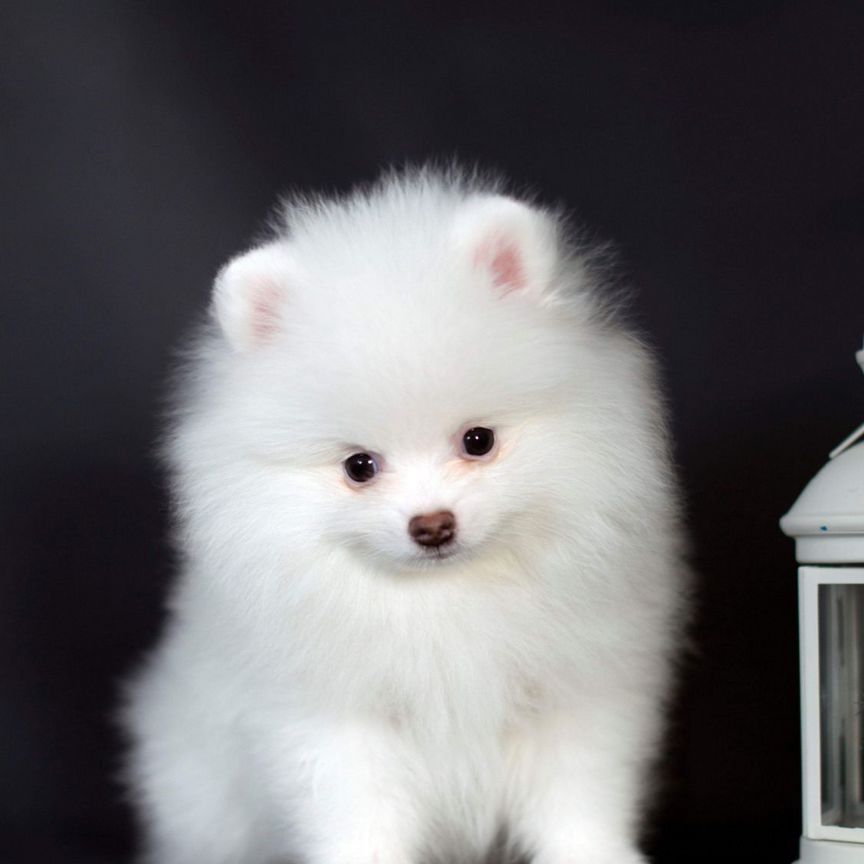 Померанский шпиц, щенок