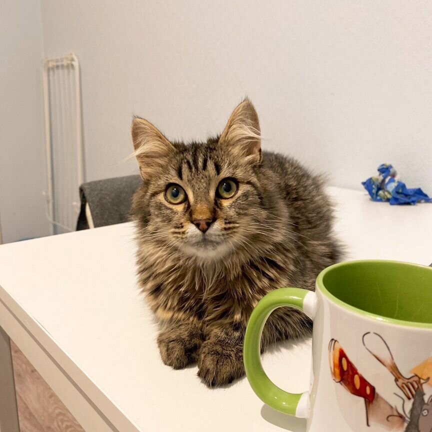 Сибирский котенок в добрые руки