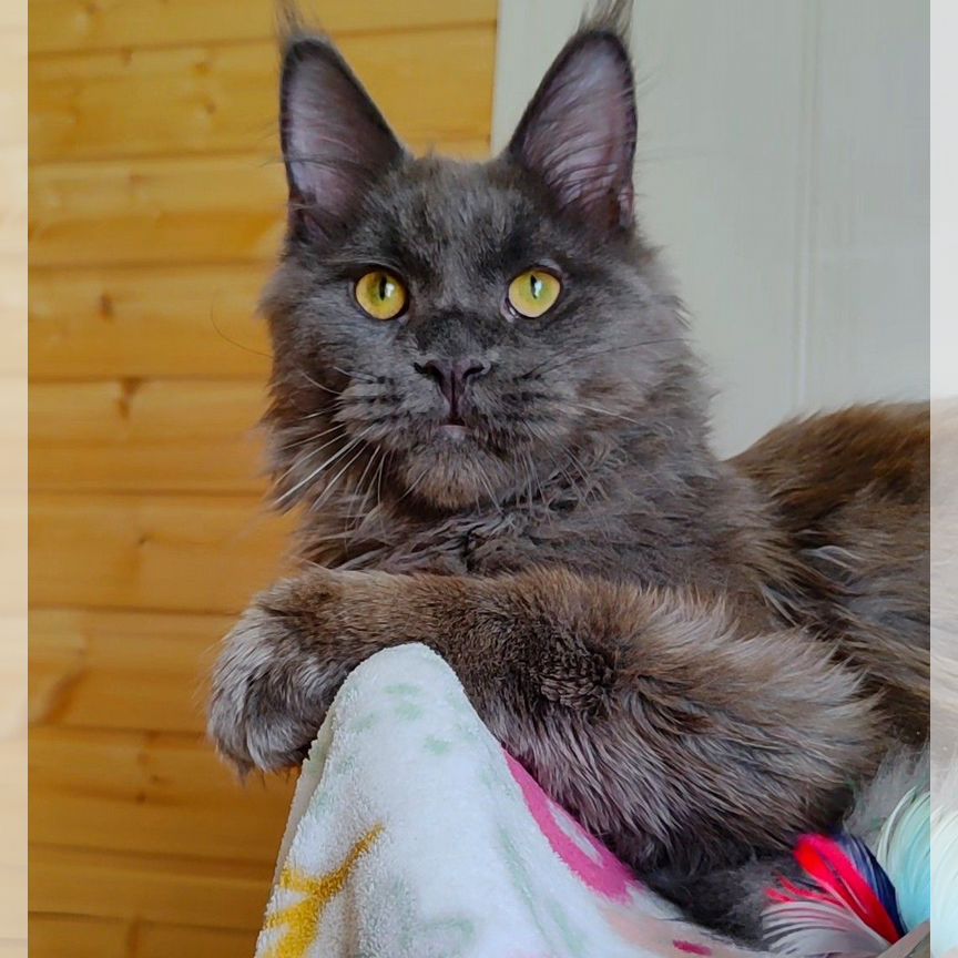 Мейн-кун котёнок