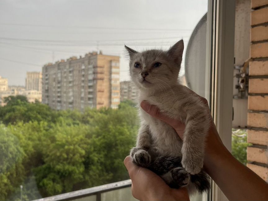 Котенок в дар бесплатно