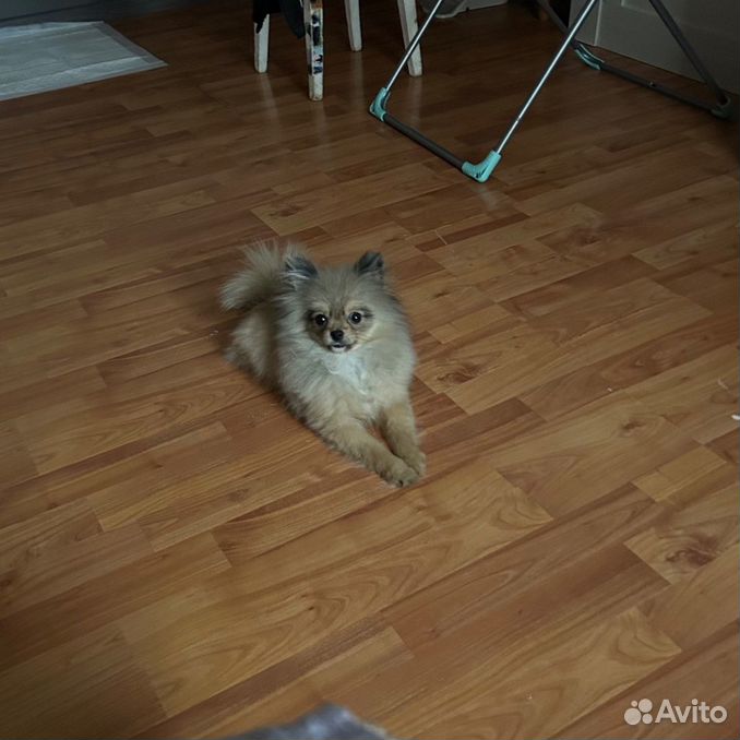 Померанский шпиц mini