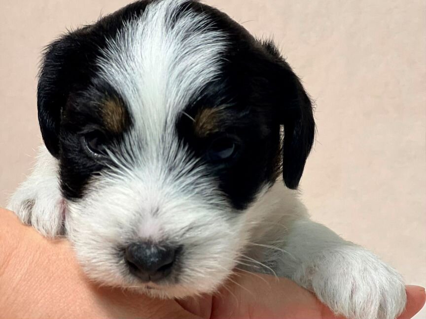 Джек рассел терьер щенок мальчик