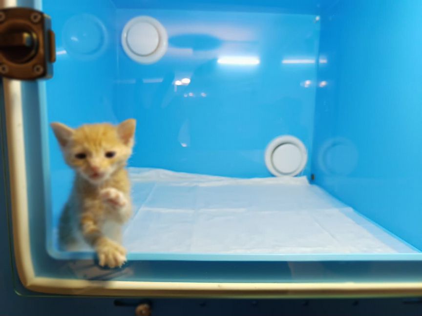 Котята в добрые руки бесплатно